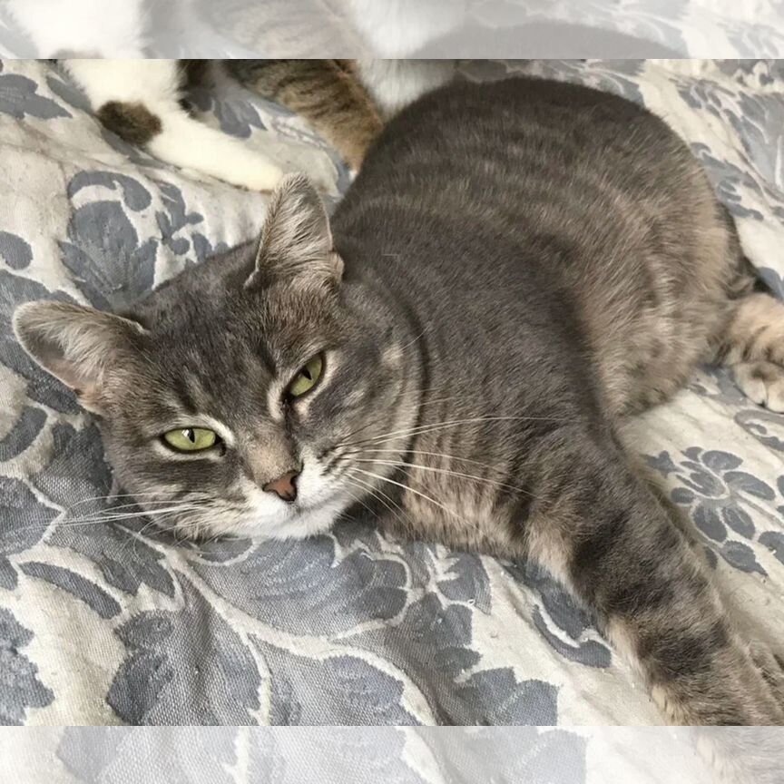 Ласковая кошка Мурка