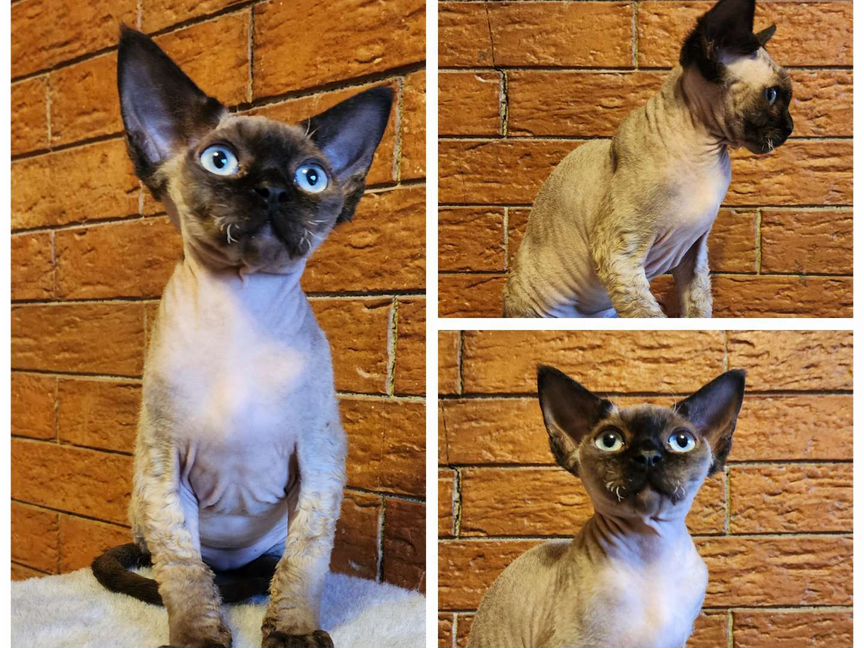 Котята девон-рекс