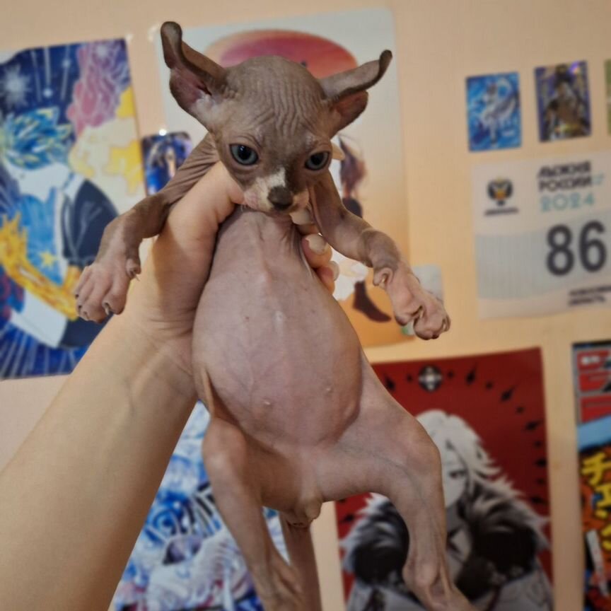 Канадский сфинкс (эльф) котенок