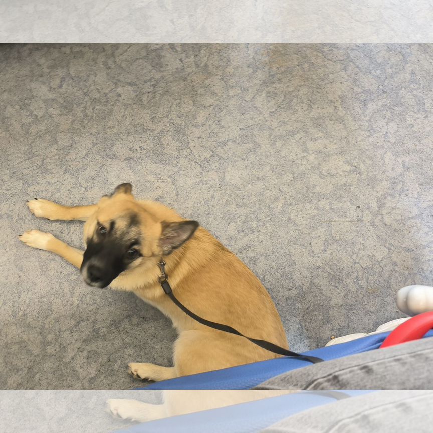 Взрослый пёс в добрые руки