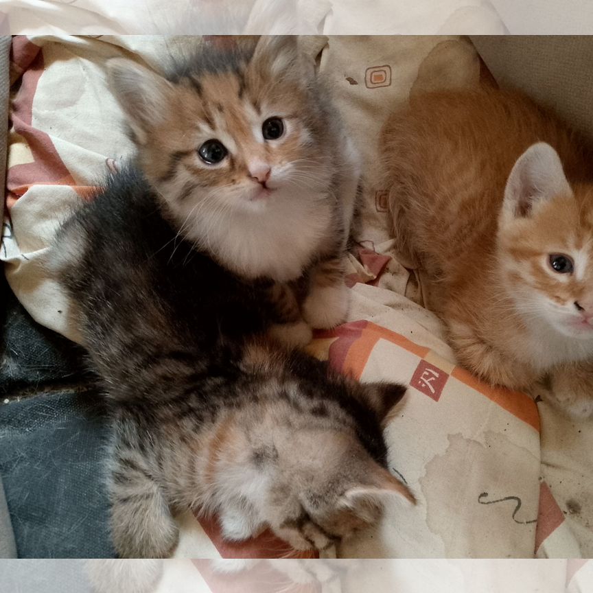 Котята в добрые руки