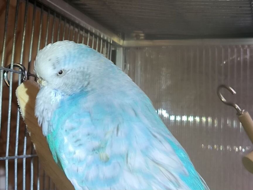 Попугай чех самка