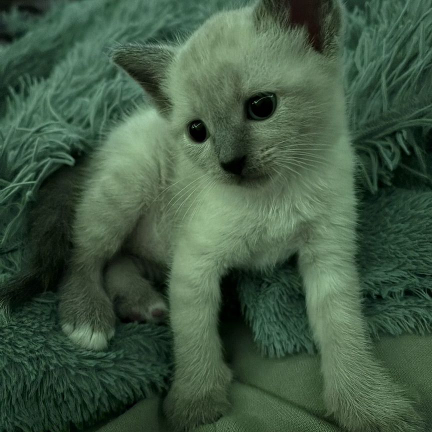 Тайские котята