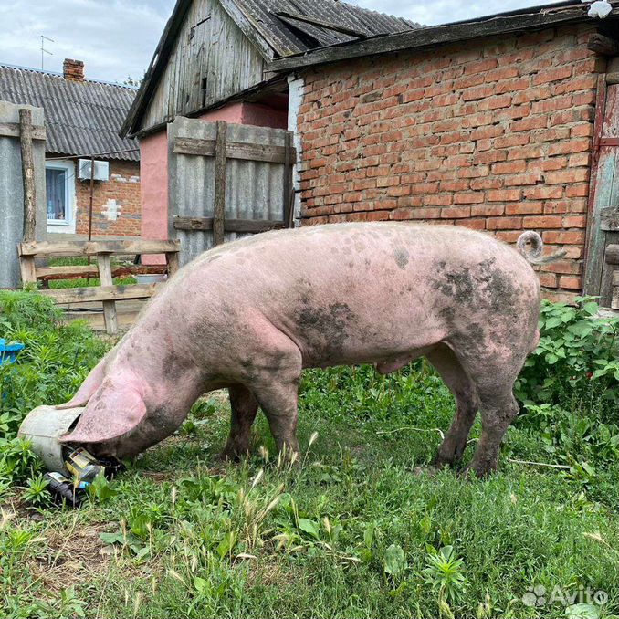 Хряк на племя