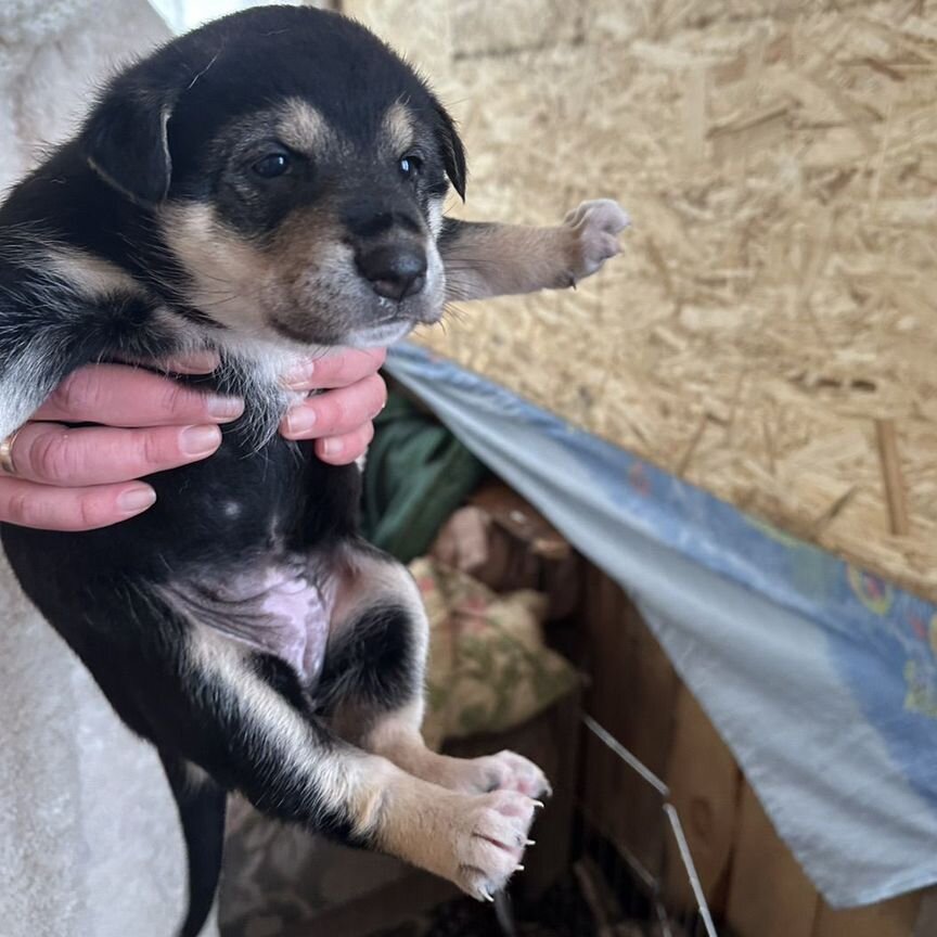 Щенок в добрые руки