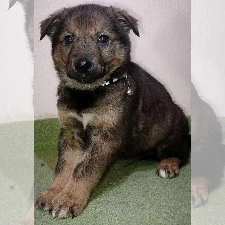 Щенок в добрые руки