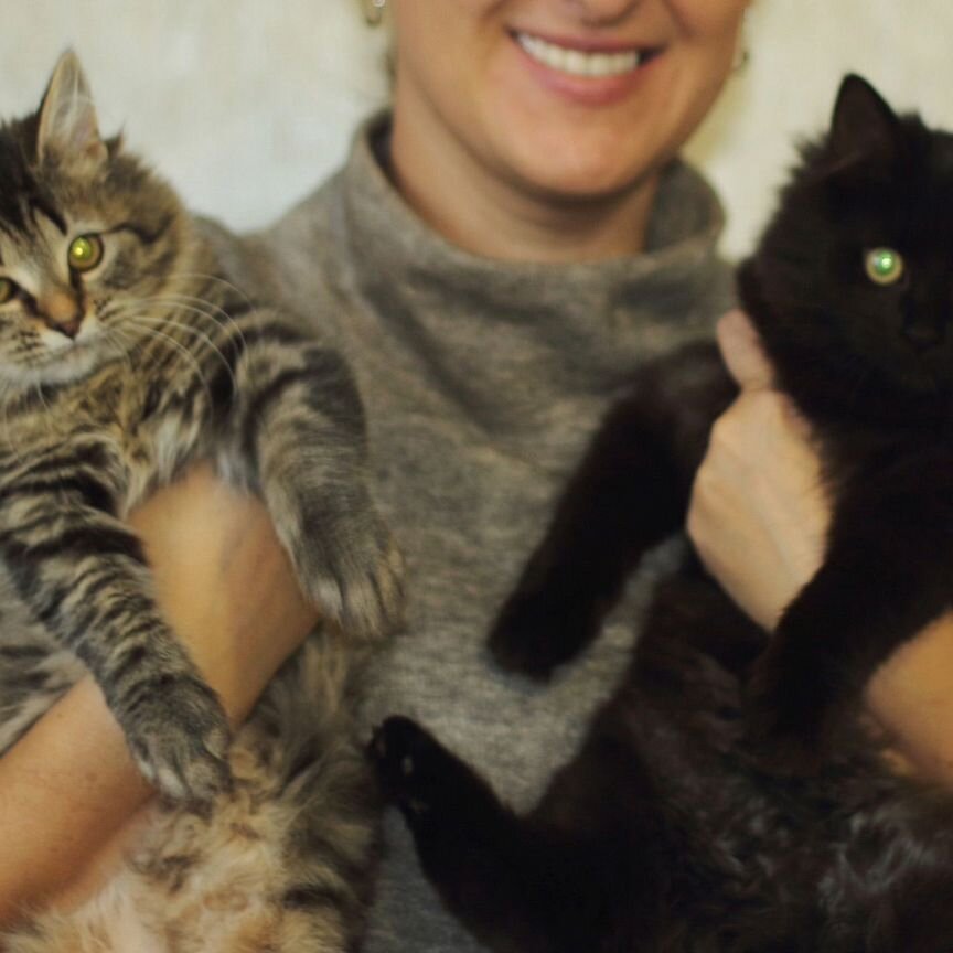 Котята домовята