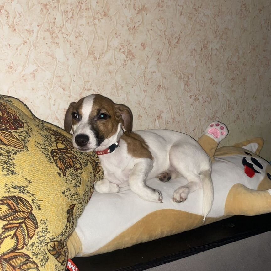 Продам щенка джек рассел