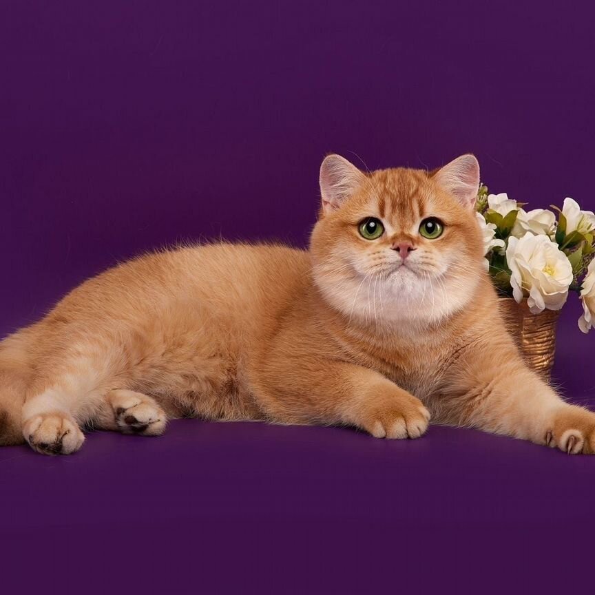 Продам котиков золотой шиншиллы