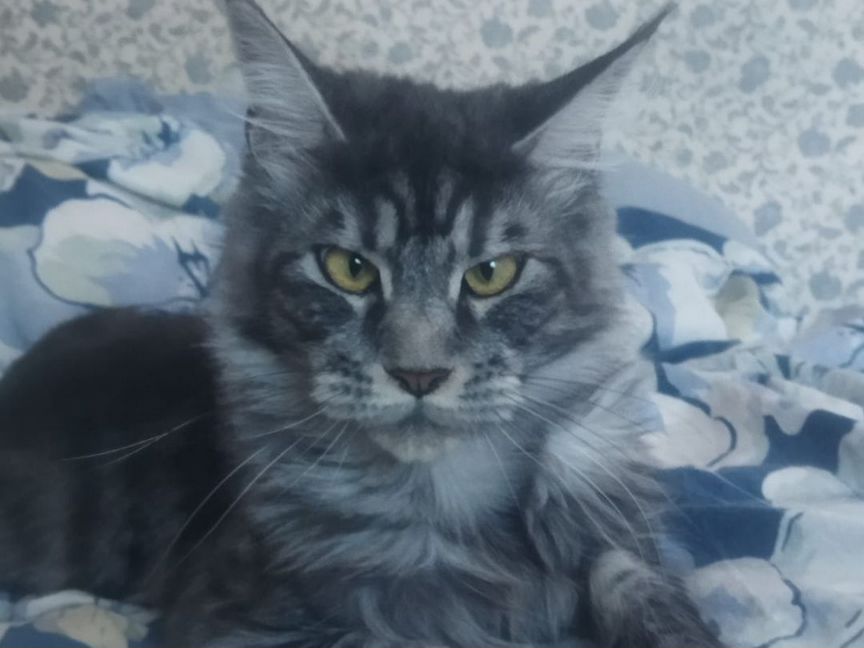 Котята мейн-кун