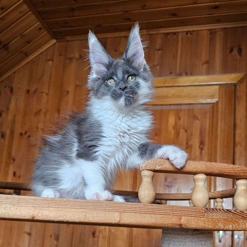 Котята мейн-кун