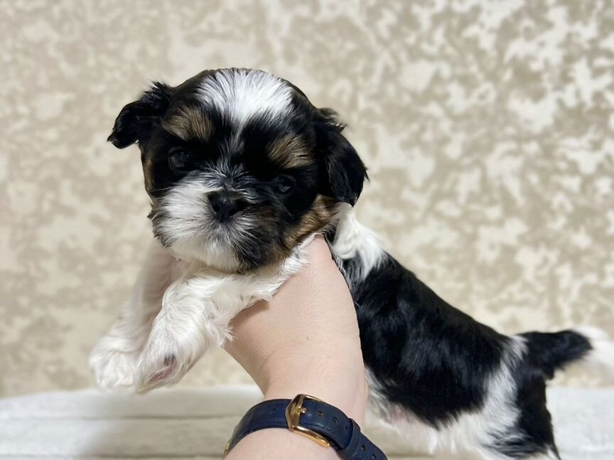 Ши-тцушки мальчишки и девочки