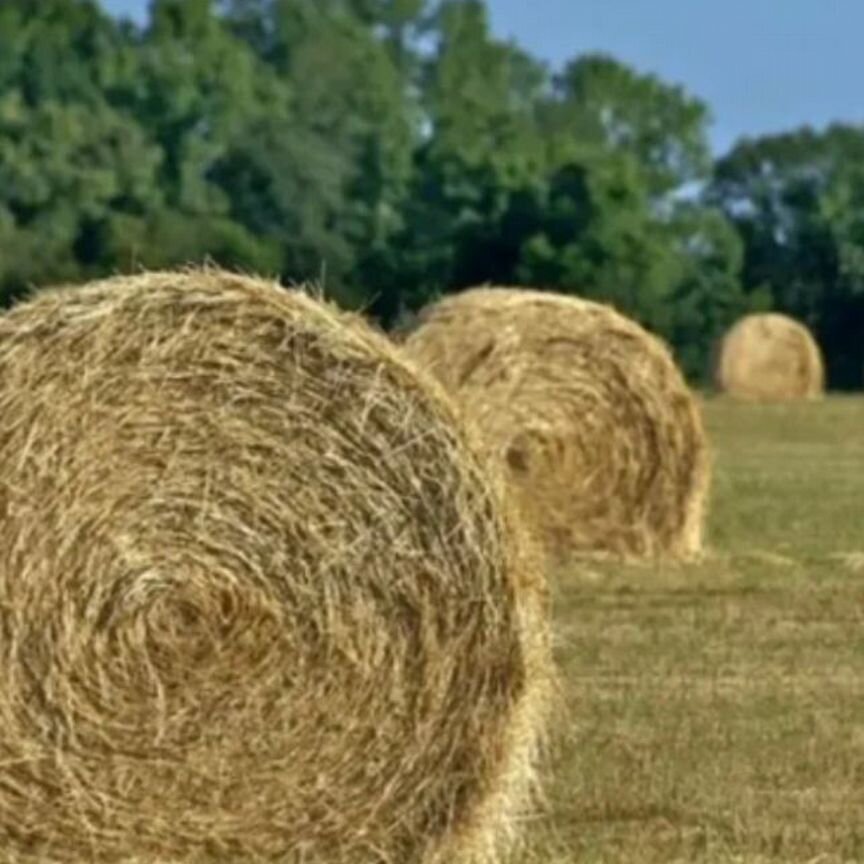 Продам сено в рулонах
