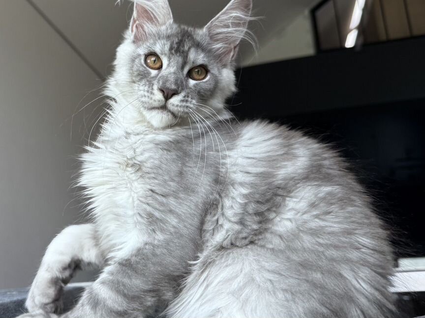 Кошечки Мейн Кун в breed