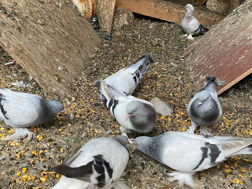 Голуби турецкие такла