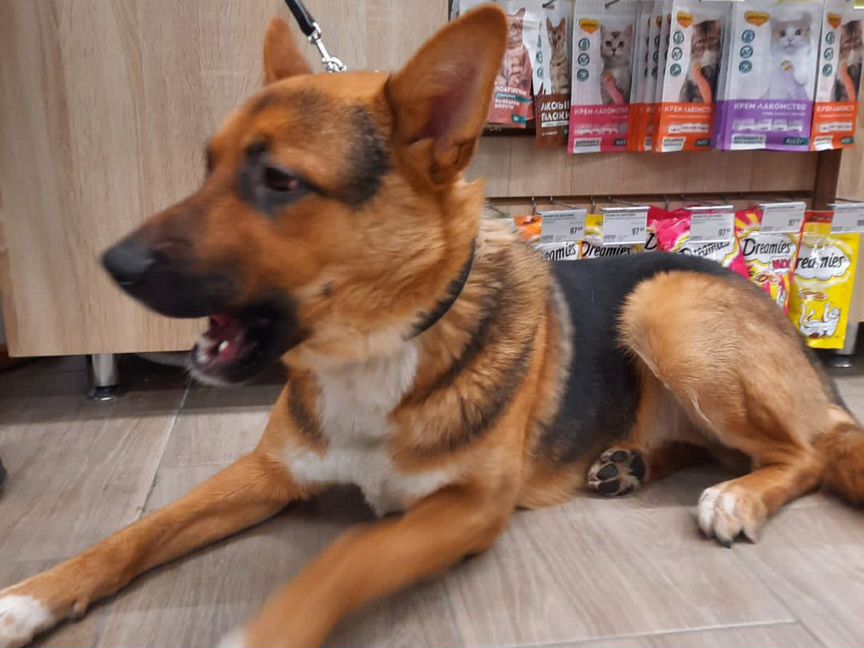 Найдена собака