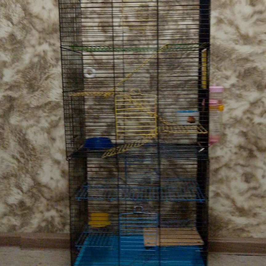 Клетка