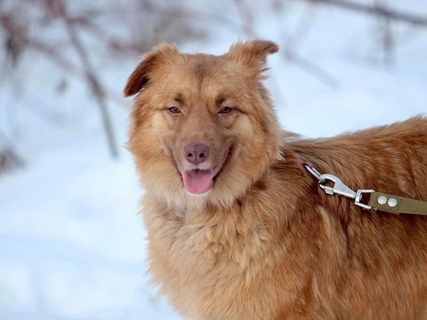 Собака Линда в хорошую семью бесплатно