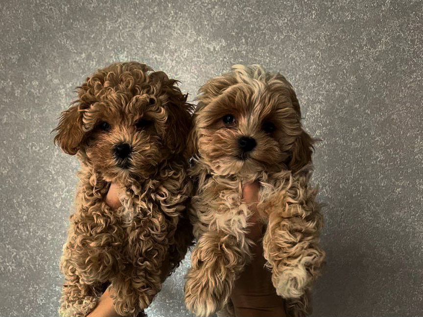 Щенки мальтипу f1