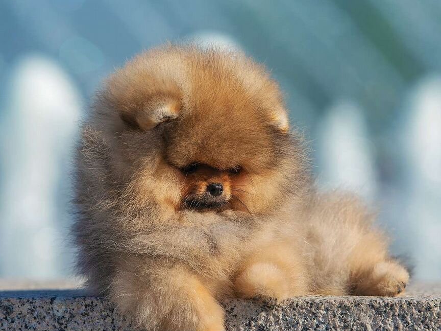 Щенки померанского шпица медвежьего типа