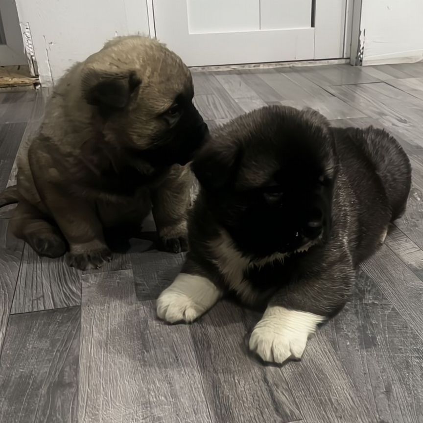 Американская акита, щенок