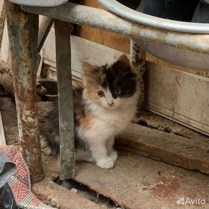 Котята в дар, спасём малышей