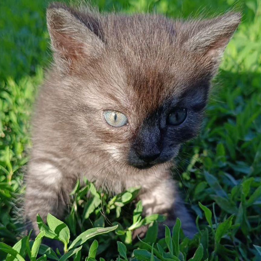 Котёнок в добрые руки