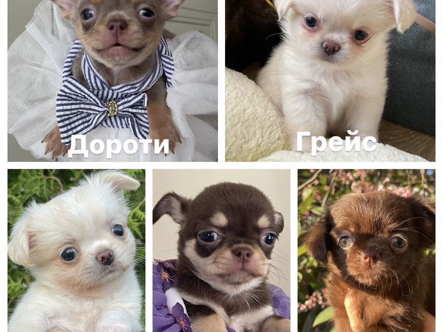 Девочки чихуахуа из питомника