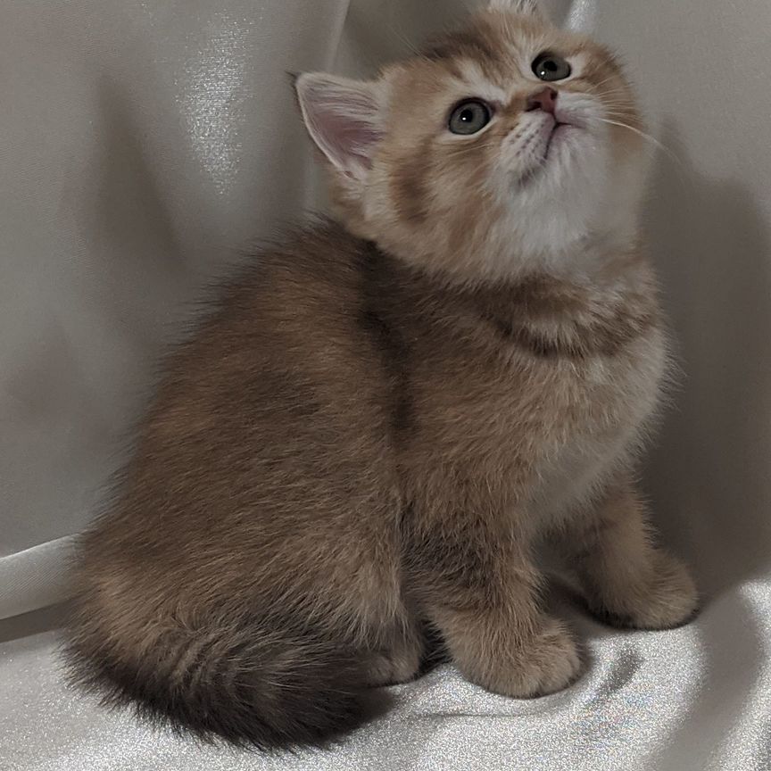 Британский короткошёрстный котёнок