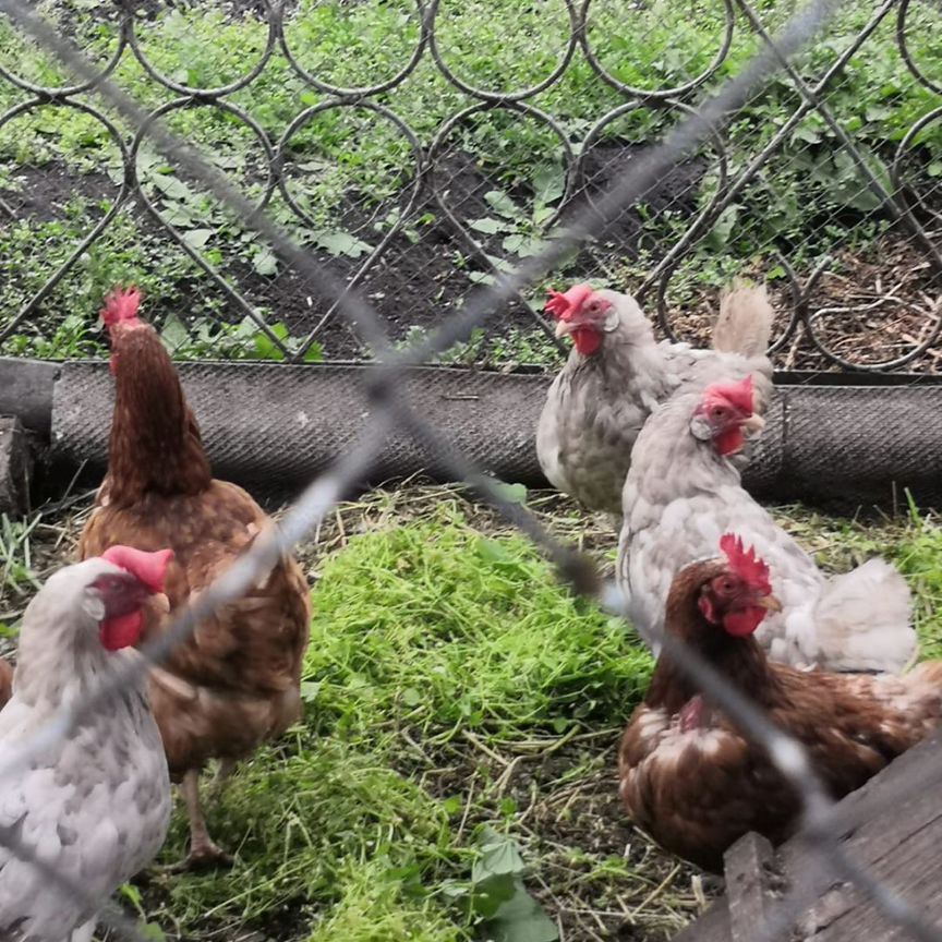 Куры несушки продам