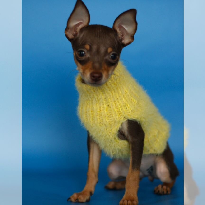 Русский той-терьер, щенок