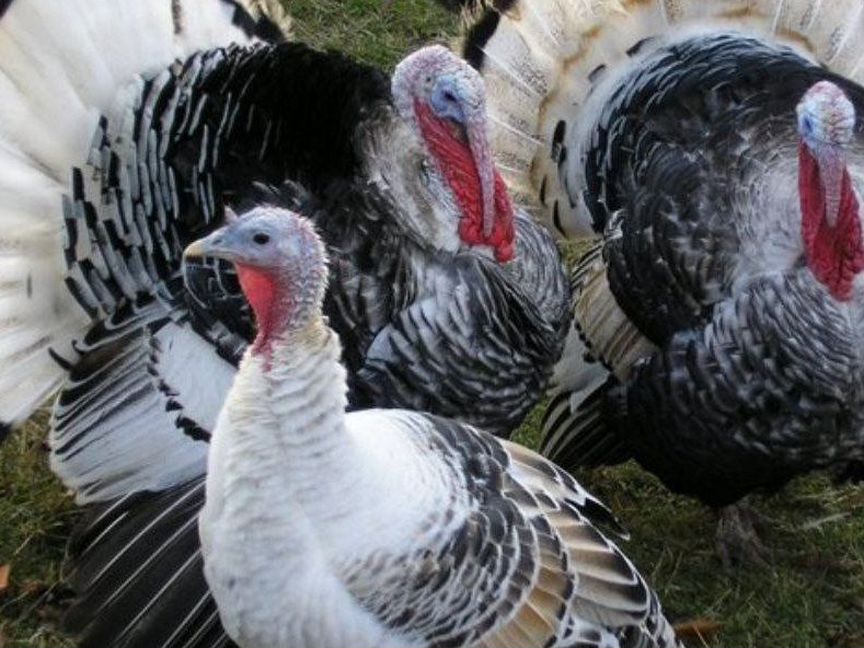 Продам индюков