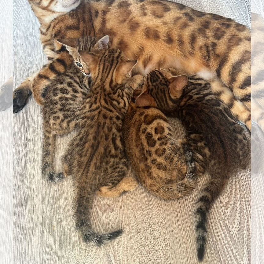 Бенгальские котята