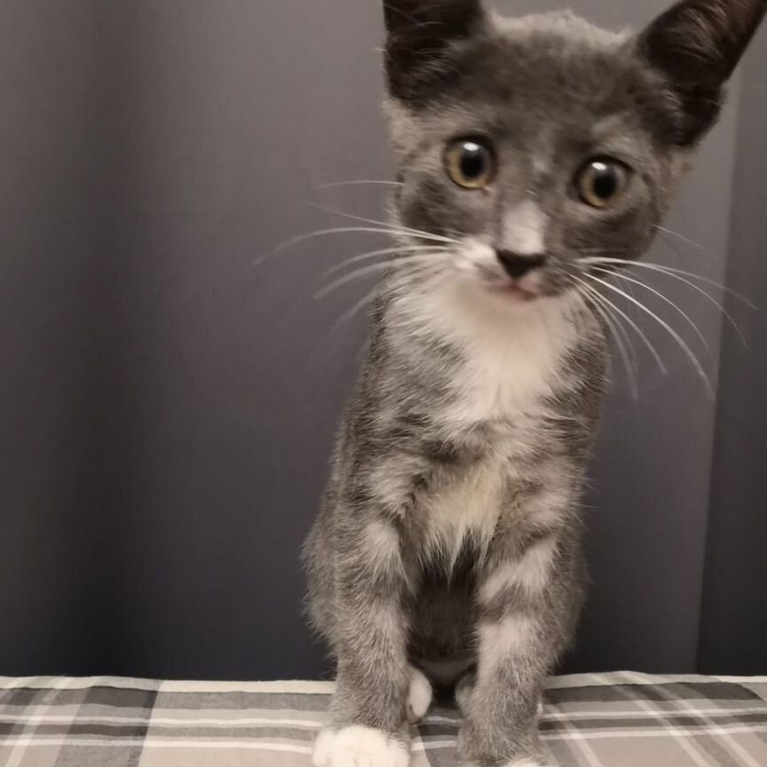 Очень красивый котенок ищет дом