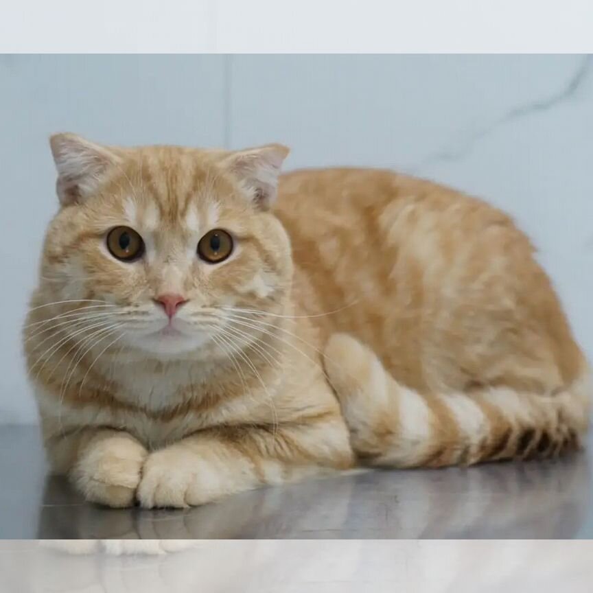 Британский короткошёрстный, взрослый кот