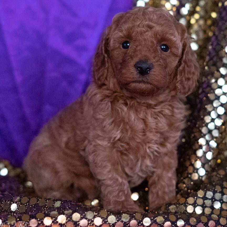 Пудель, щенок