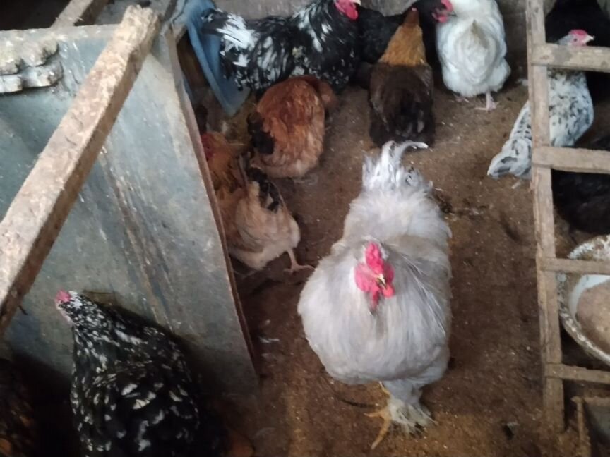 Инкубационное яйцо