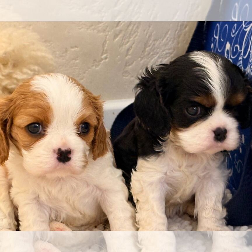 Кавалер кинг-чарльз-спаниель, щенок