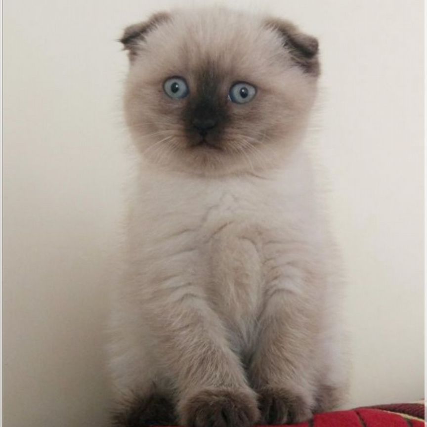 Тайский котёнок