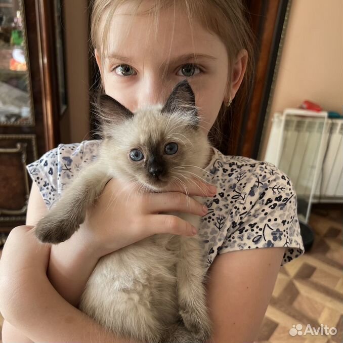 Котята Регдолл (Ragdoll)