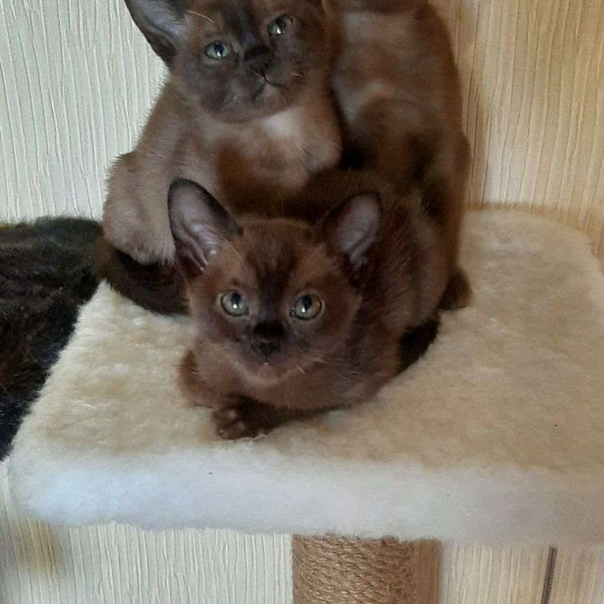 Бурманские котята