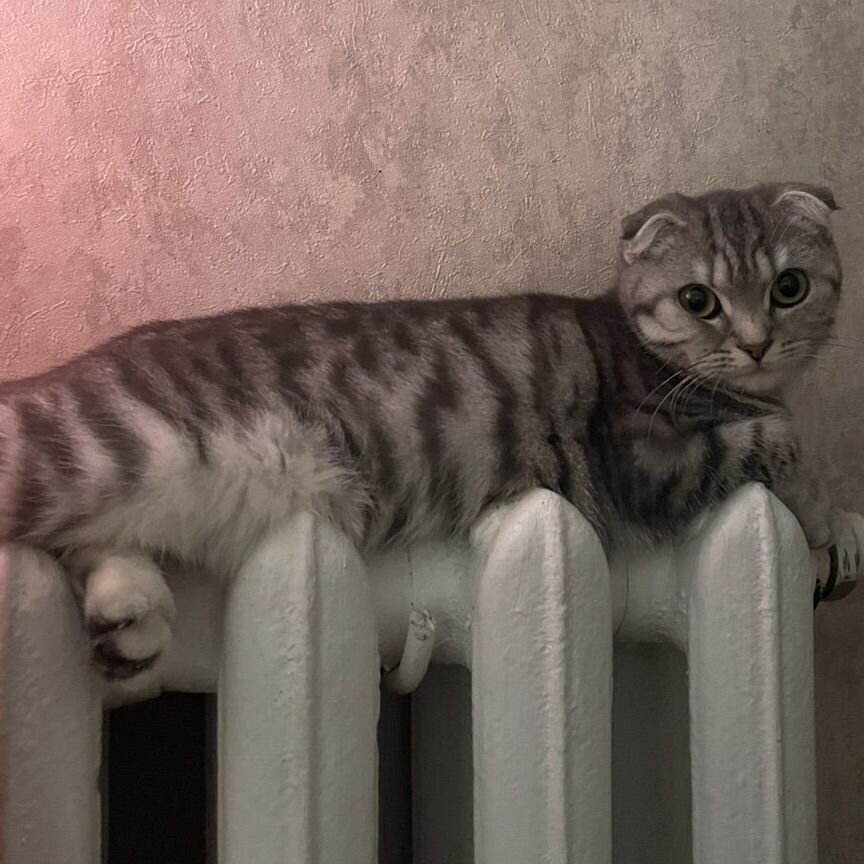 Шотландская вислоухая кошка