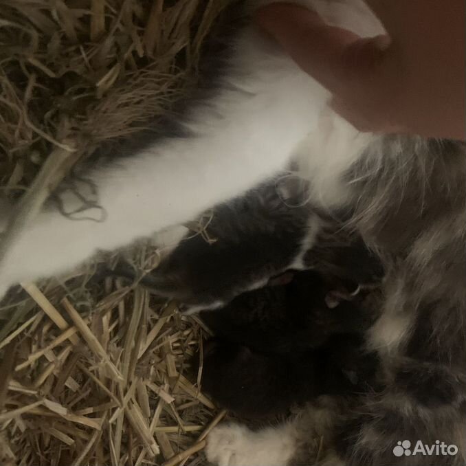 Отдам бесплатно в добрые руки кошка с 4 котятами