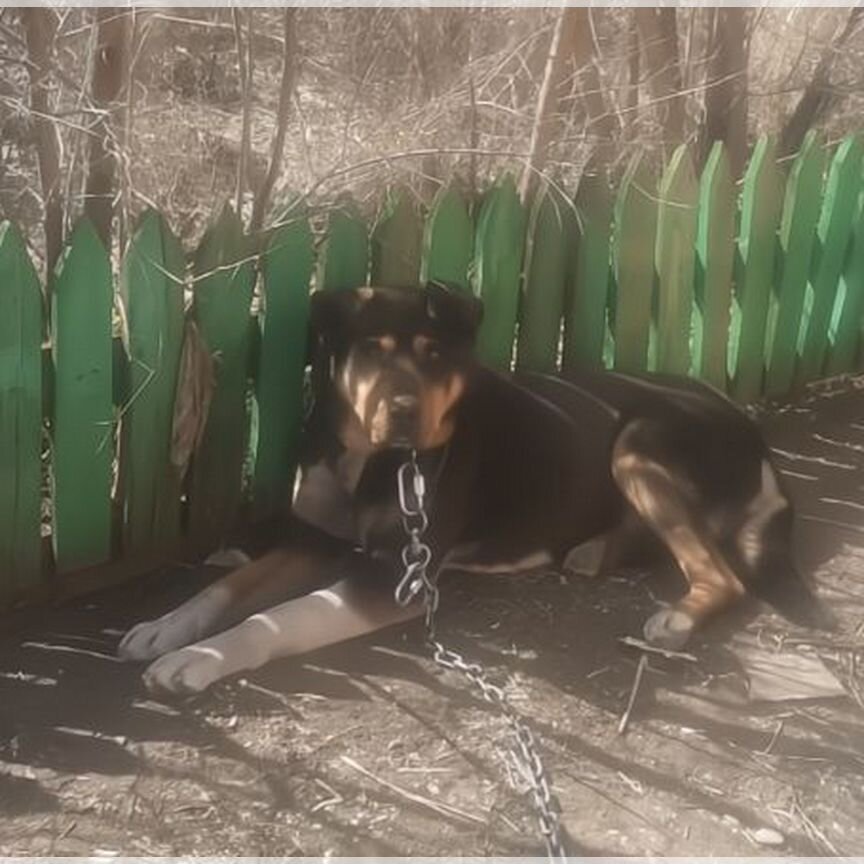 Взрослая собака в добрые руки