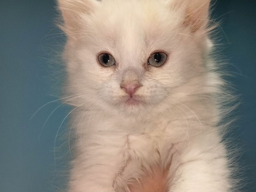 Котëнок