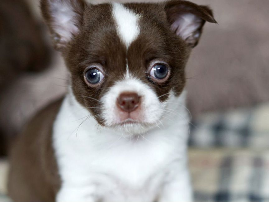 Милые детки чихуахуа