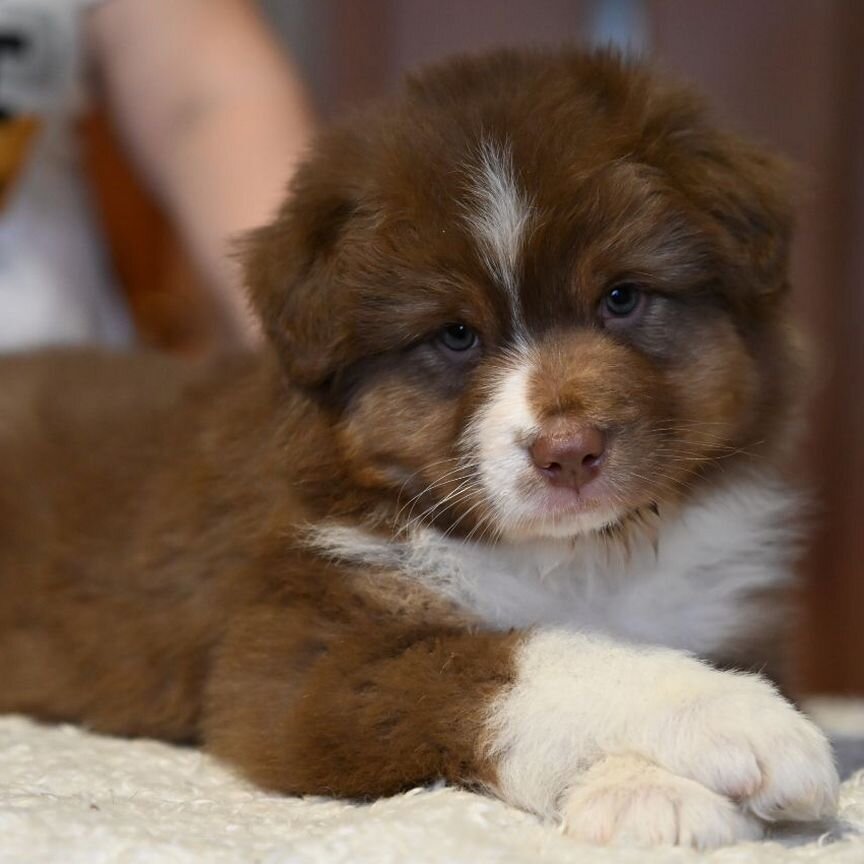 Австралийская овчарка, щенок