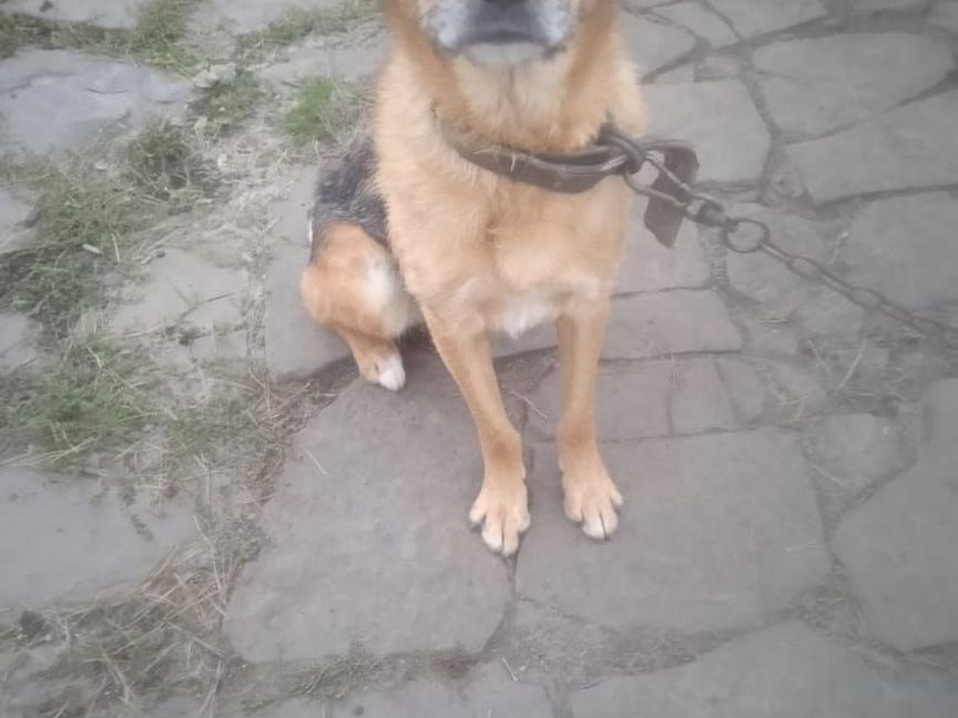 Собака