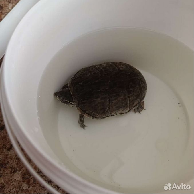 Мускусная черепаха