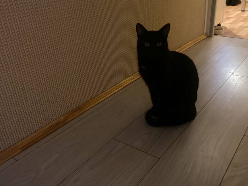 Чёрный кот Уголёк в добрые руки